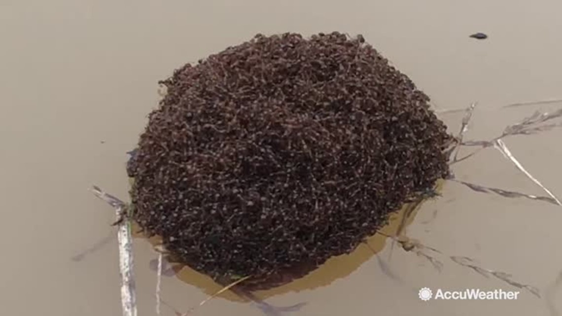 Fire ants create living, breathing raft on floodwaters | wkyc.com
