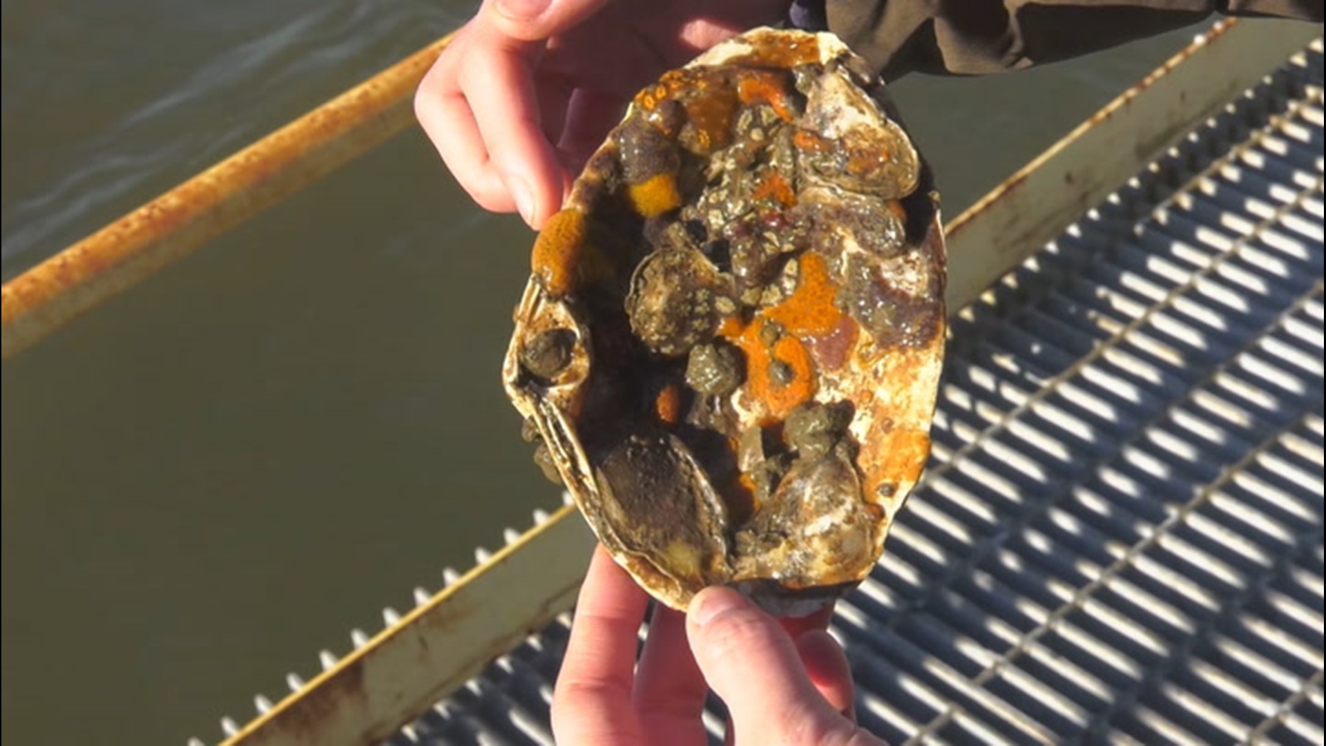 Restoring oysters and clean water to New York Harbor | wkyc.com