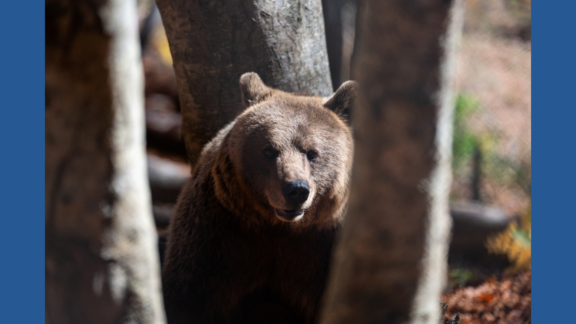 Rural Greece struggles to cope with predator comeback | wkyc.com