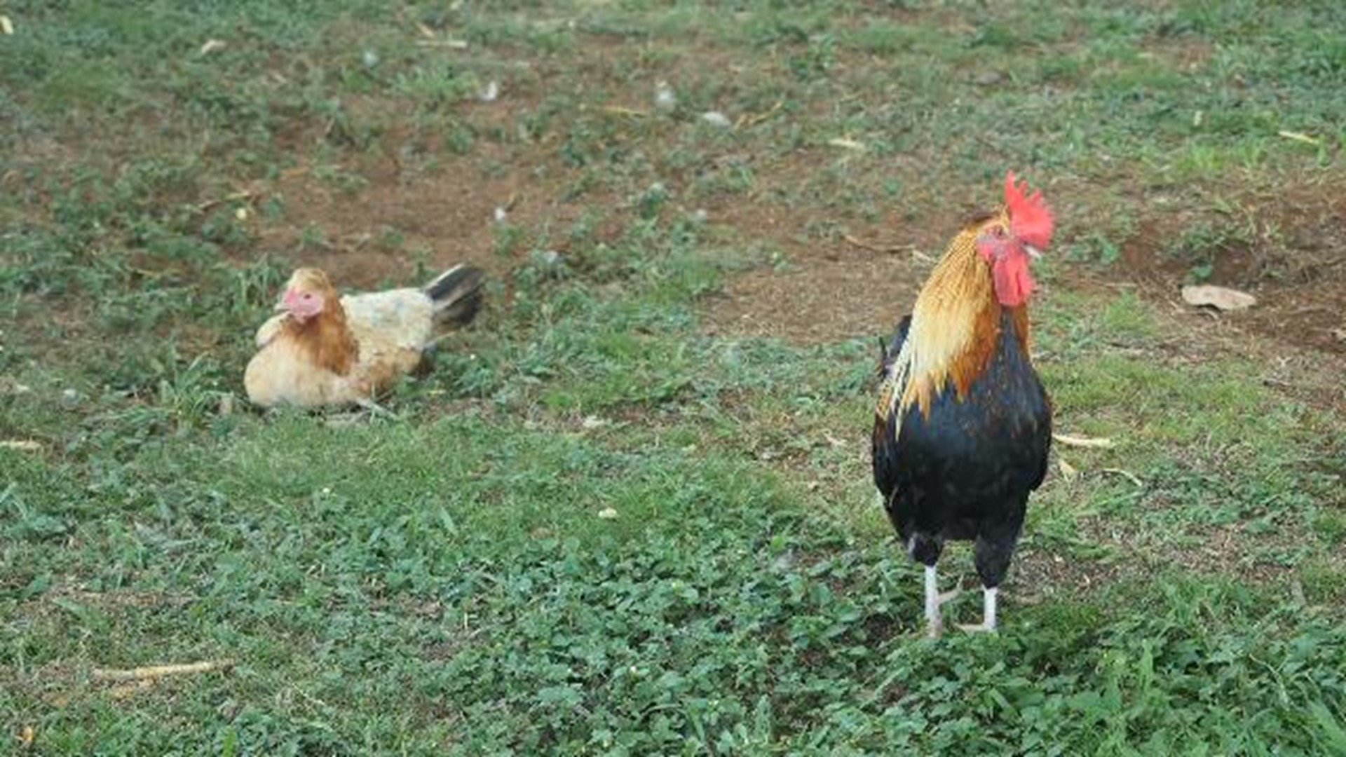 French rooster can keep crowing as court rejects noise complaint | wkyc.com