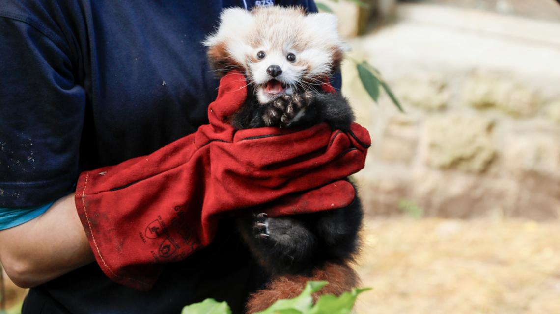Baby red panda at Edinburgh Zoo died from fireworks stress | wkyc.com