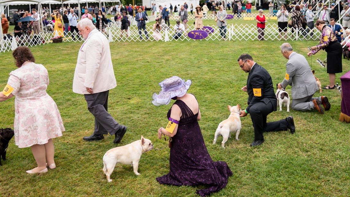 Westminster dog show finals will feature past winner, runner-up | wkyc.com