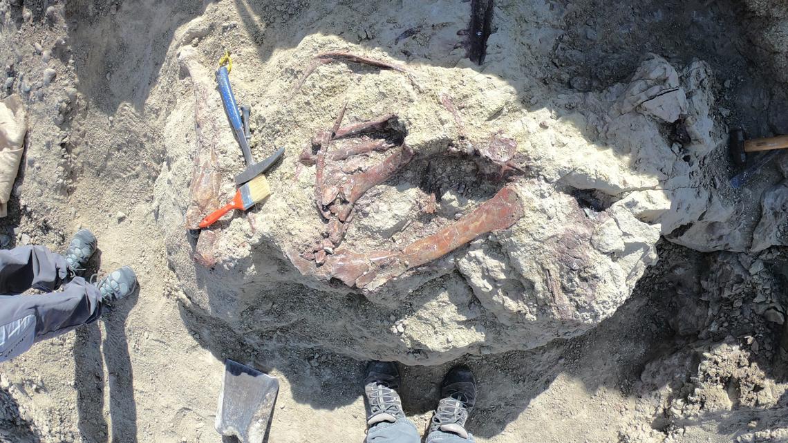 New dinosaur discovery reveals fierce megaraptoran predator | wkyc.com