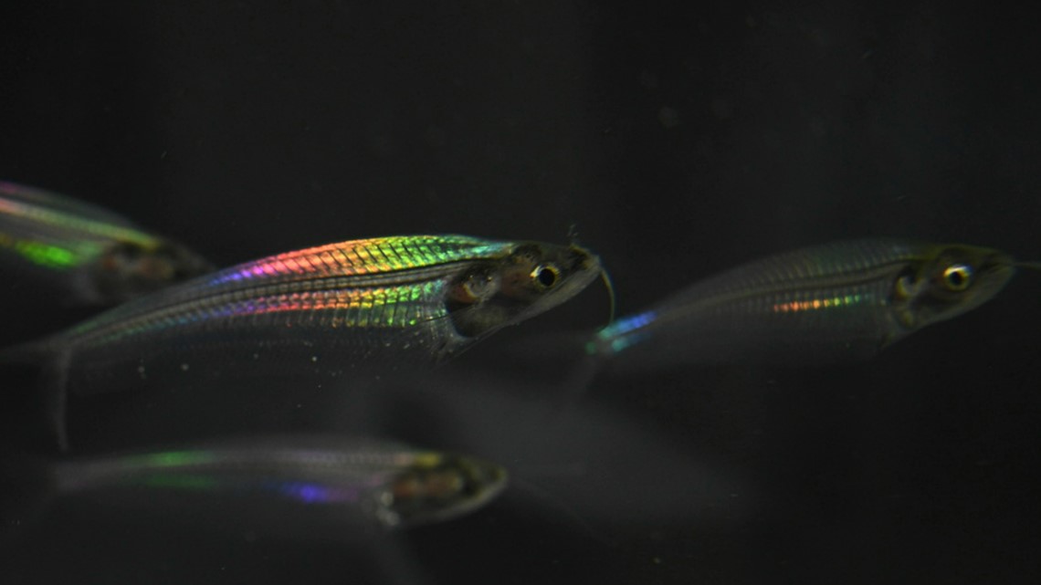 How the ghost catfish gets its rainbow shimmer | wkyc.com