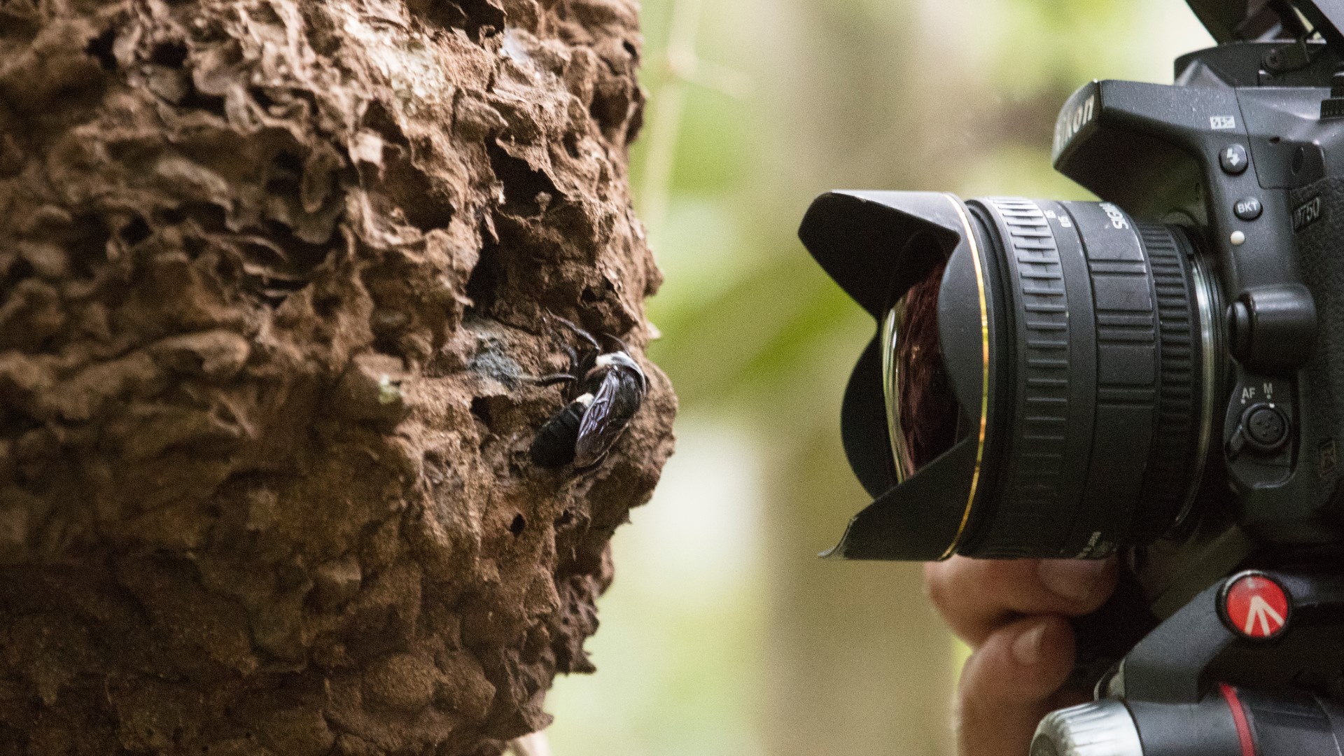 World's largest bee spotted for first time in decades | wkyc.com