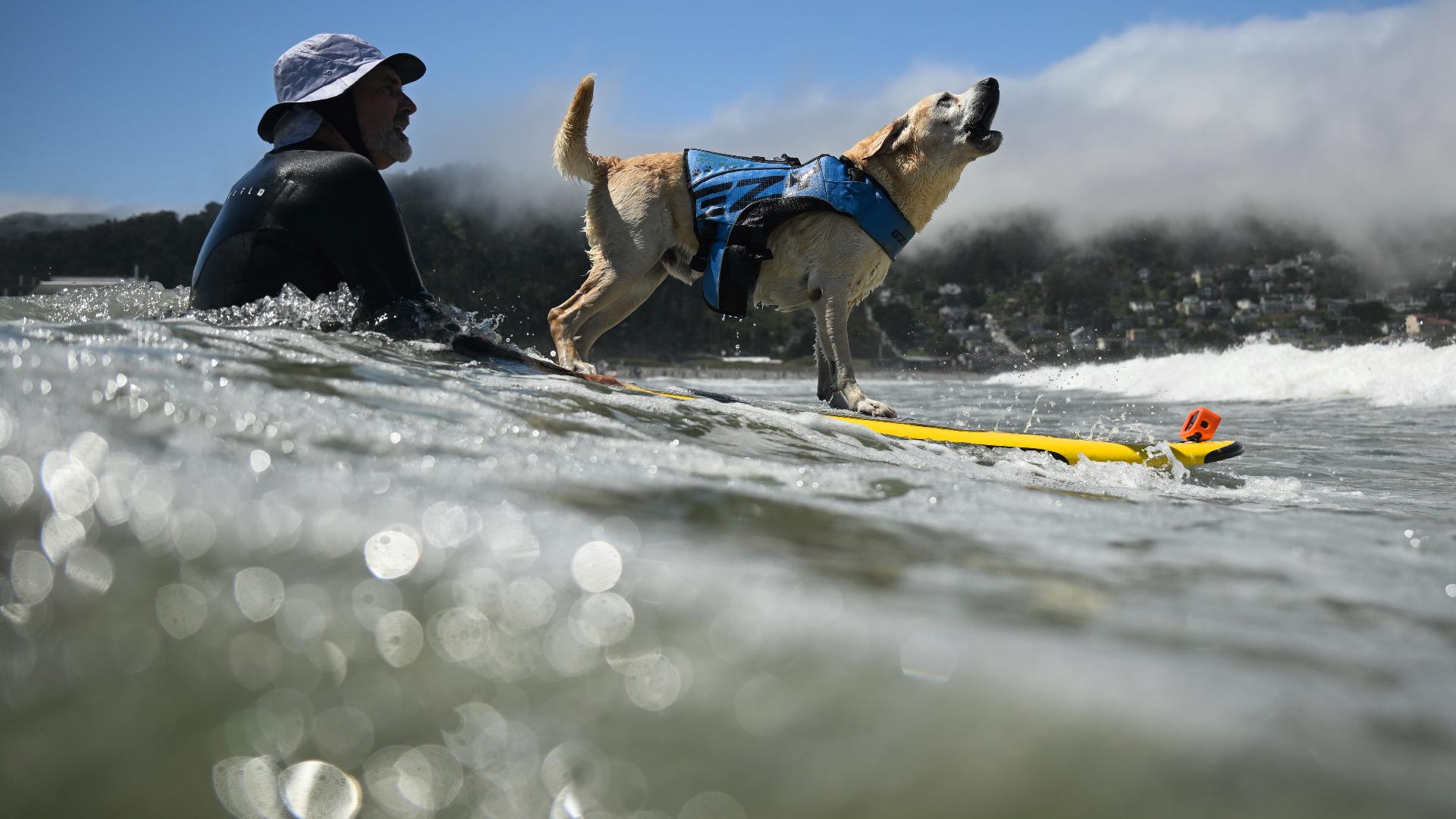 Canines compete in World Dog Surfing Championship for top dog title | wkyc.com