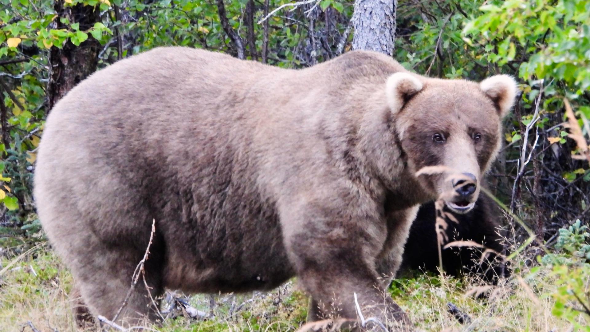 Alaska's Fat Bear Week: Vote for the Fattest Bruin | wkyc.com
