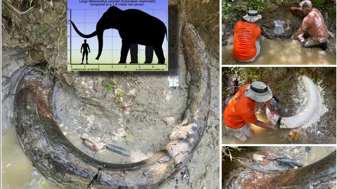 Scientists find elephant tusk fossil from ice age in Mississippi | wkyc.com