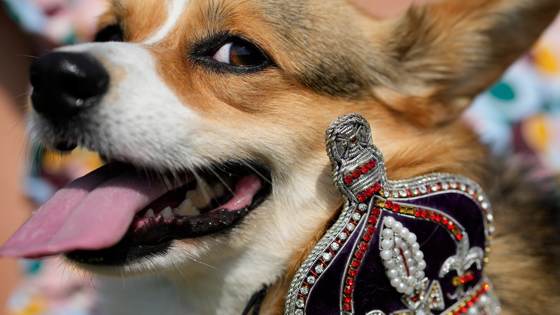 Corgi parade outside Buckingham Palace honors Queen Elizabeth II | wkyc.com