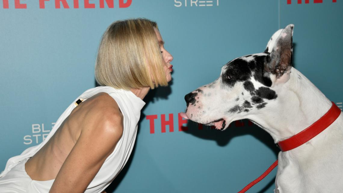 Bing the Great Dane steals the show in 'The Friend' | wkyc.com