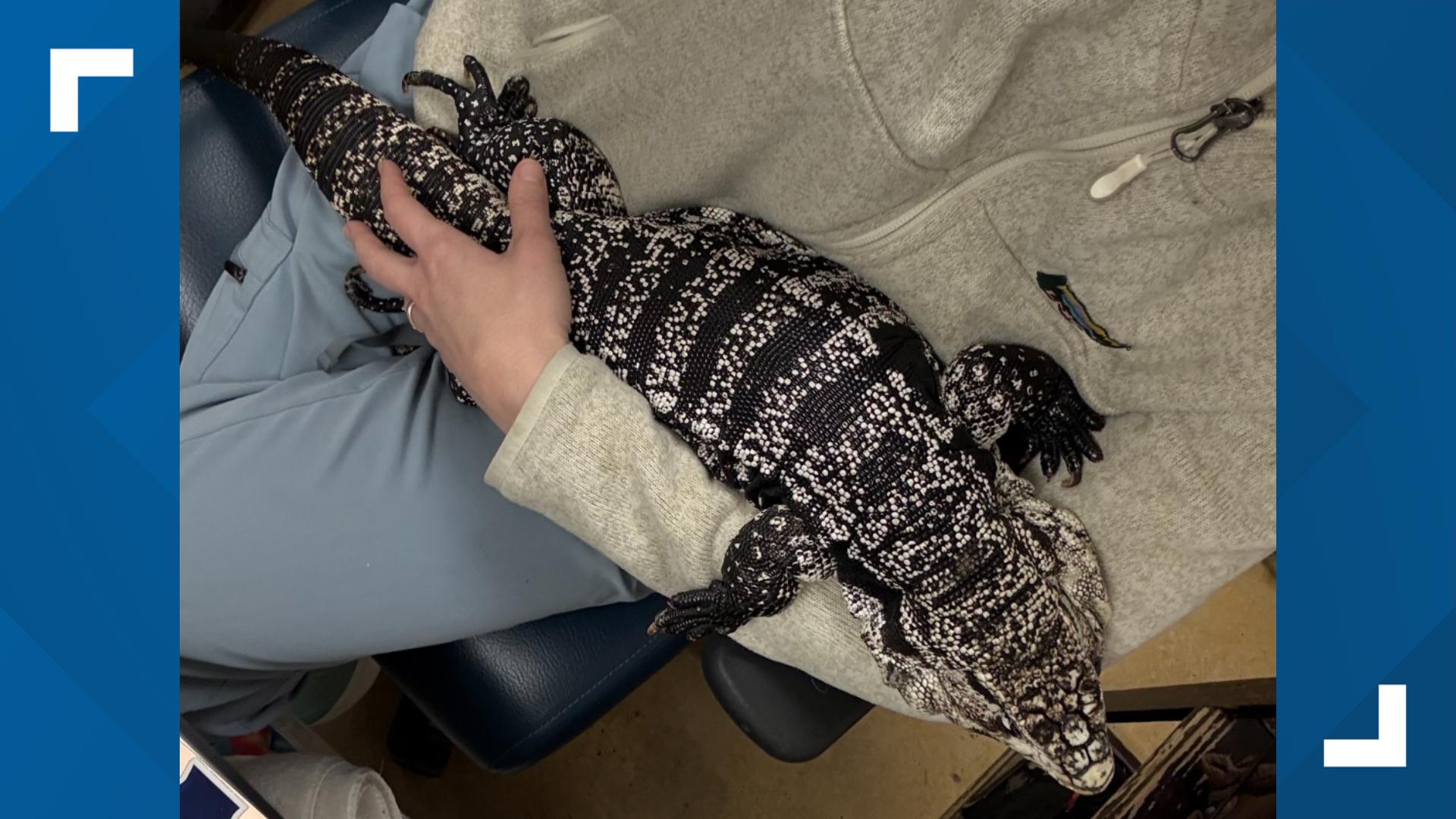 Rhode Island man finds large lizard buried in snow after storm | wkyc.com