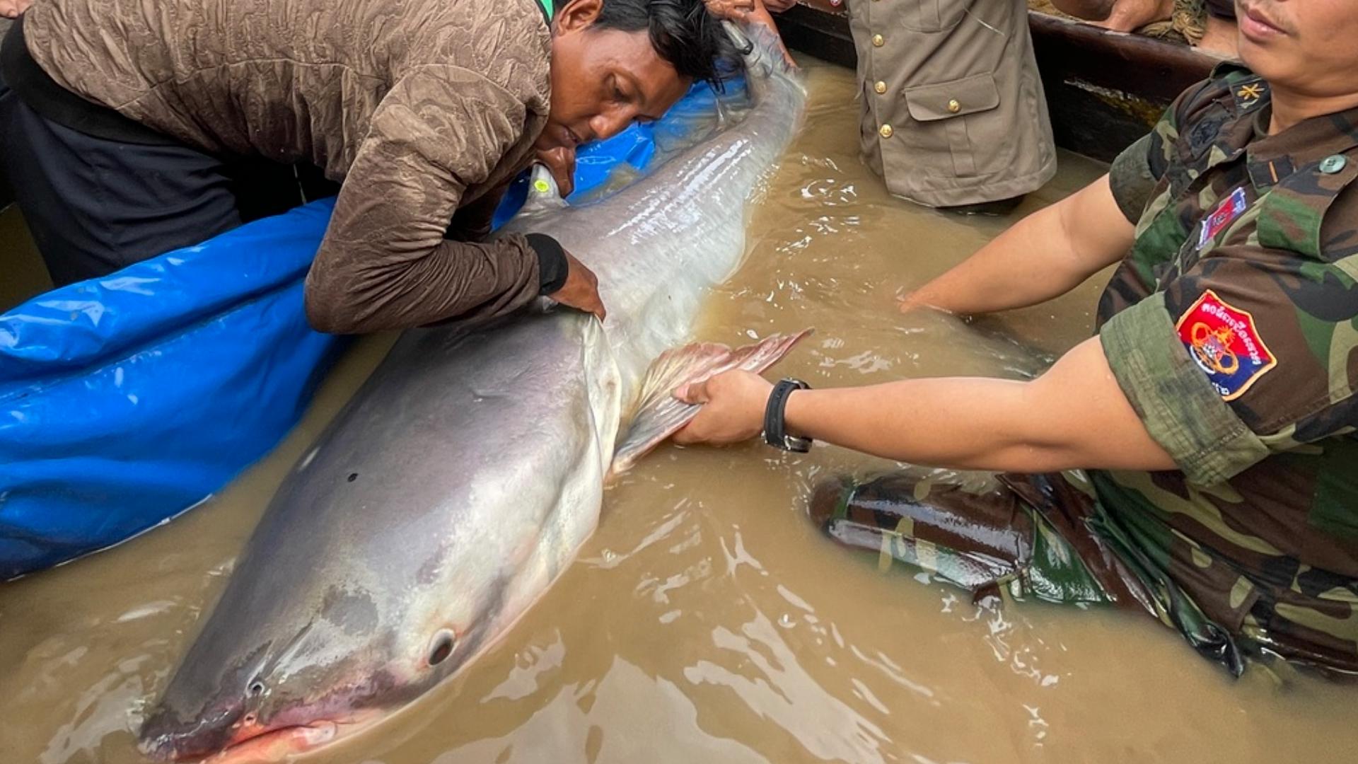 Huge and rare Mekong catfish spotted in Cambodia | wkyc.com
