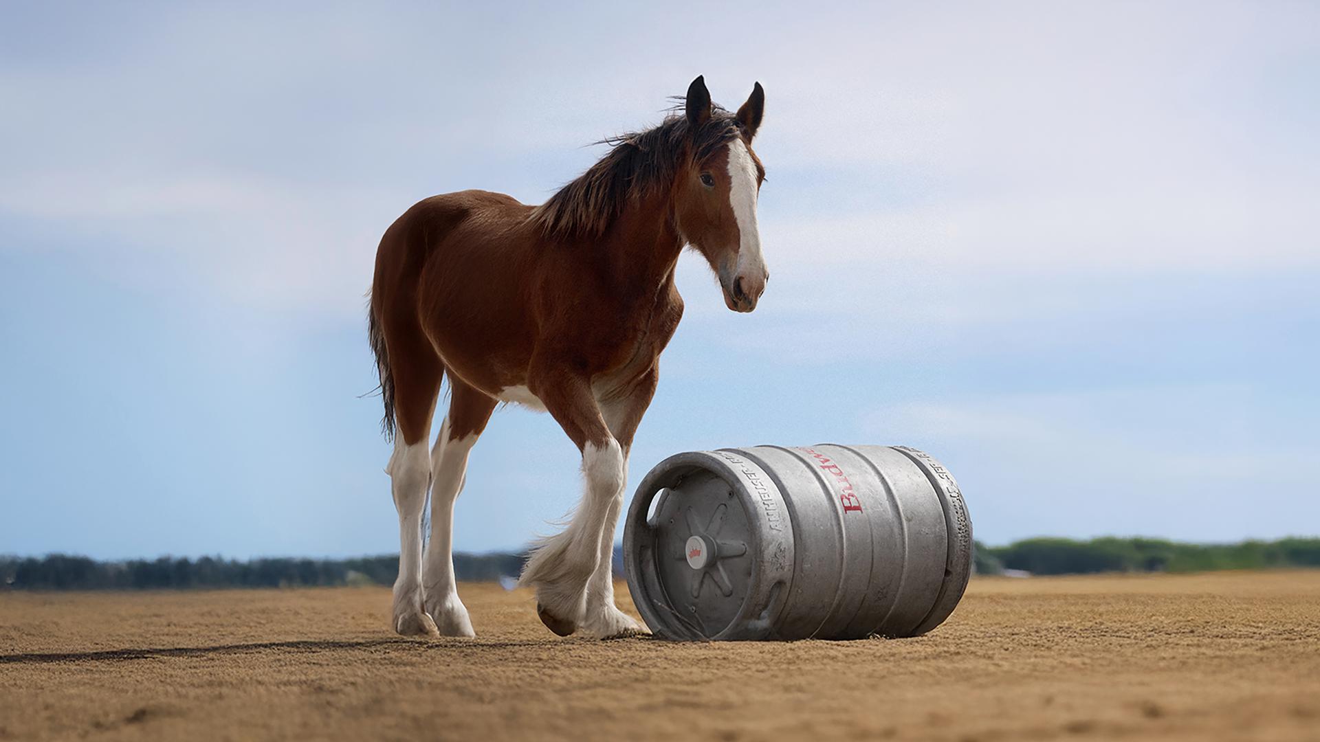 Poppy the baby pygmy hippo can be watched live from Virginia zoo | wkyc.com