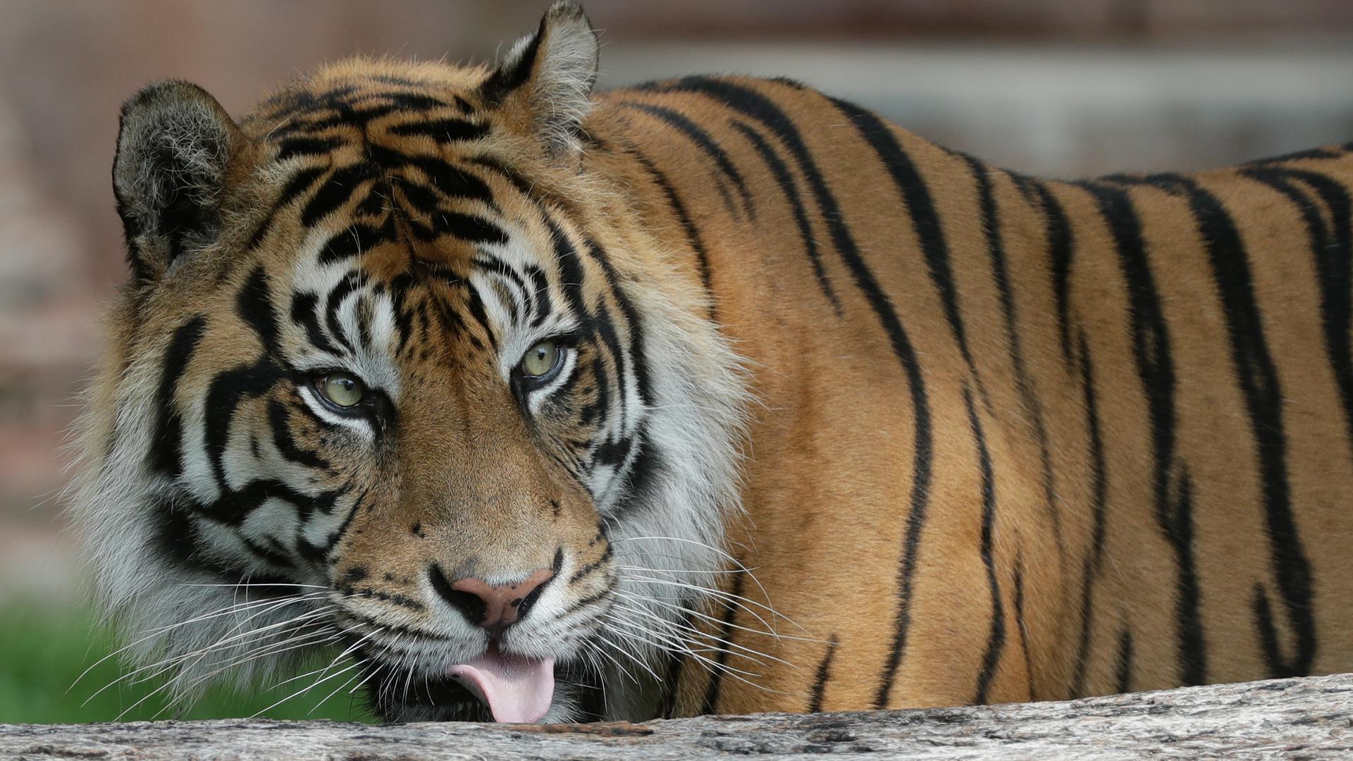 Tiger kills handler in 'accident' at Oklahoma preserve | wkyc.com