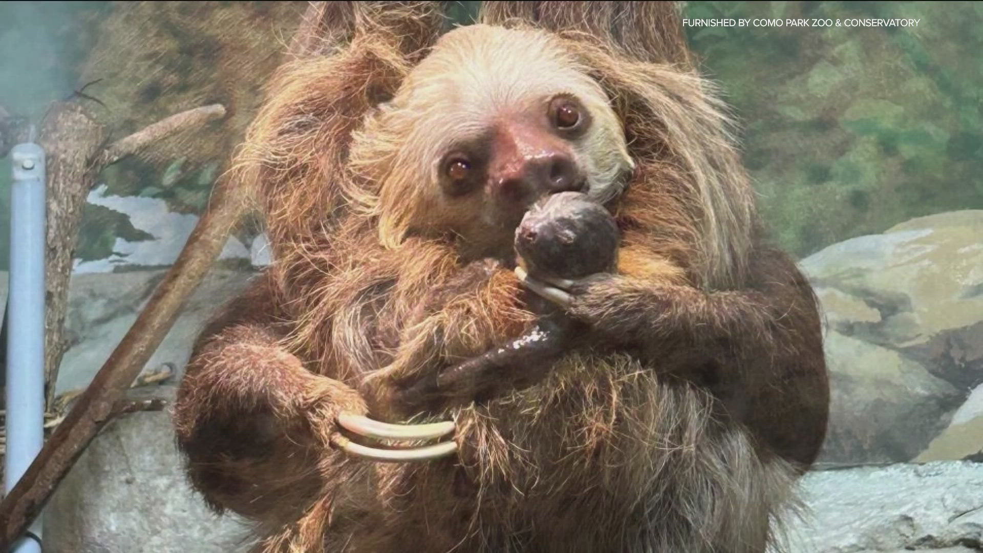 Sago the sloth gives birth at Como Park Zoo | wkyc.com