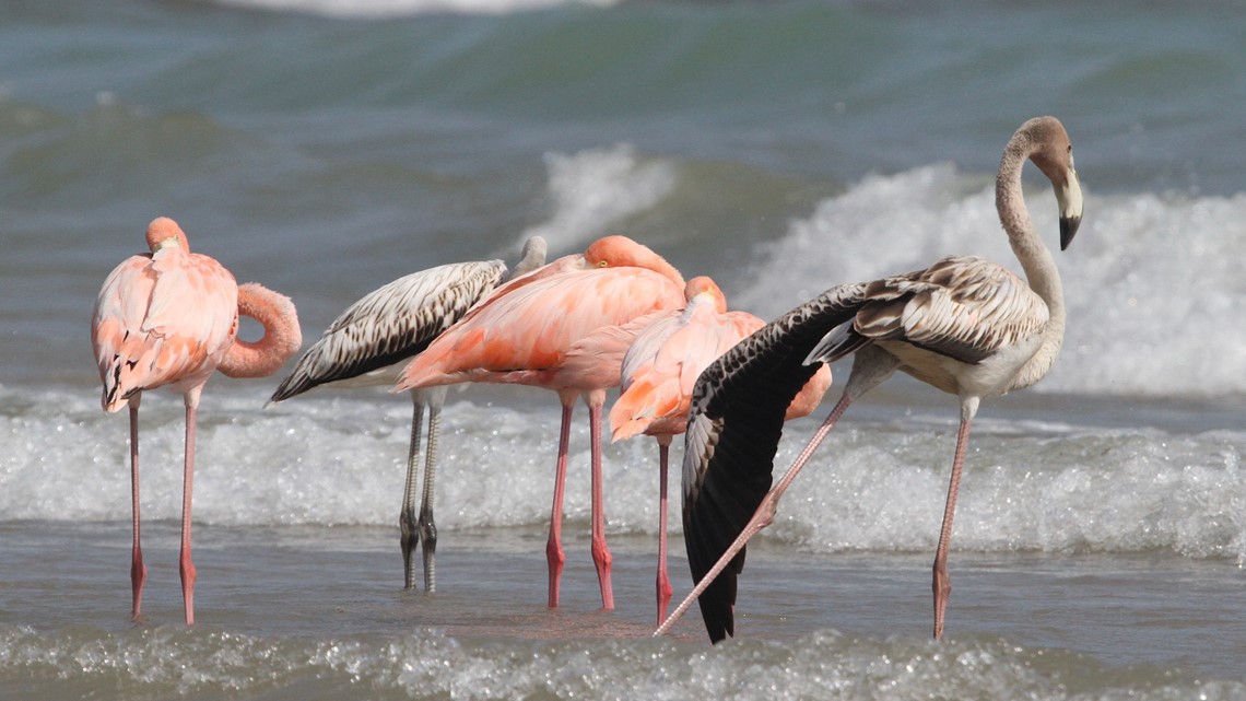 Flamingos draw crowds to Wisconsin beach in rare sighting | wkyc.com