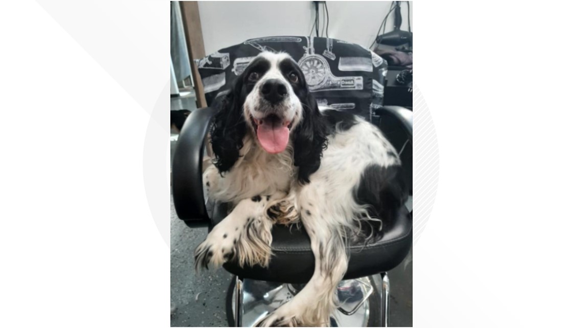 Dog rescued from unsealed well in Redwood County | wkyc.com