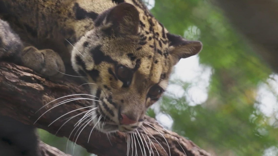 Dallas Zoo leopard: Second fence found cut at another habitat | wkyc.com