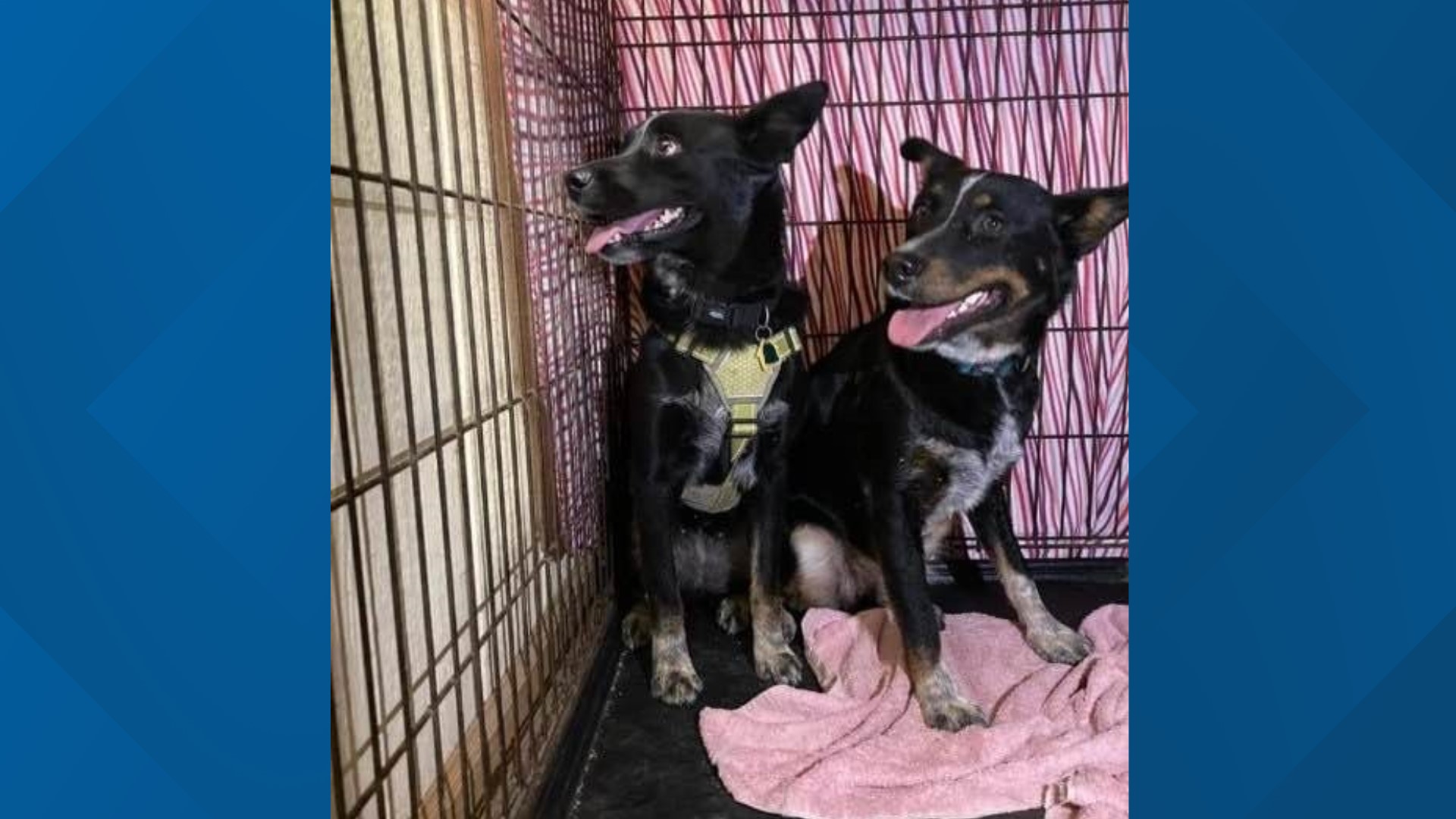 Two dogs found safe after tractor trailer overturns Saturday afternoon ...
