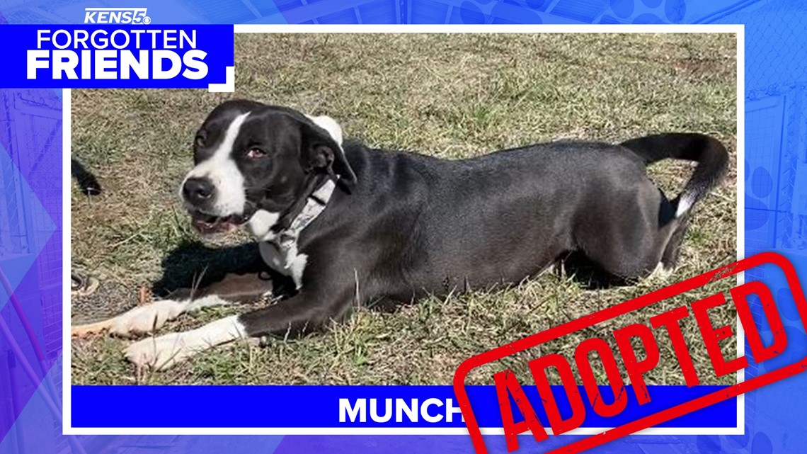 Munch has been at shelter more than 800 days | wkyc.com