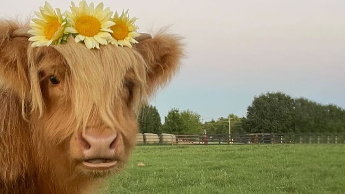 Beloved Fort Smith cow Maple killed in Fort Smith | wkyc.com