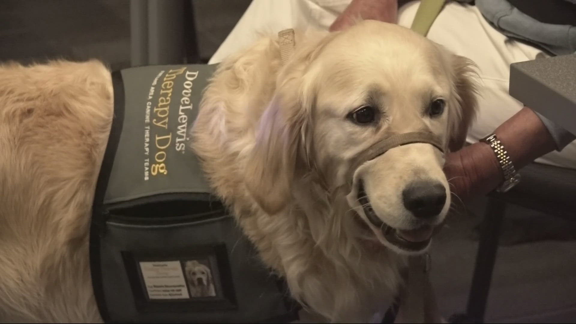 Therapy dogs practice to help victims in Oregon courtrooms | wkyc.com