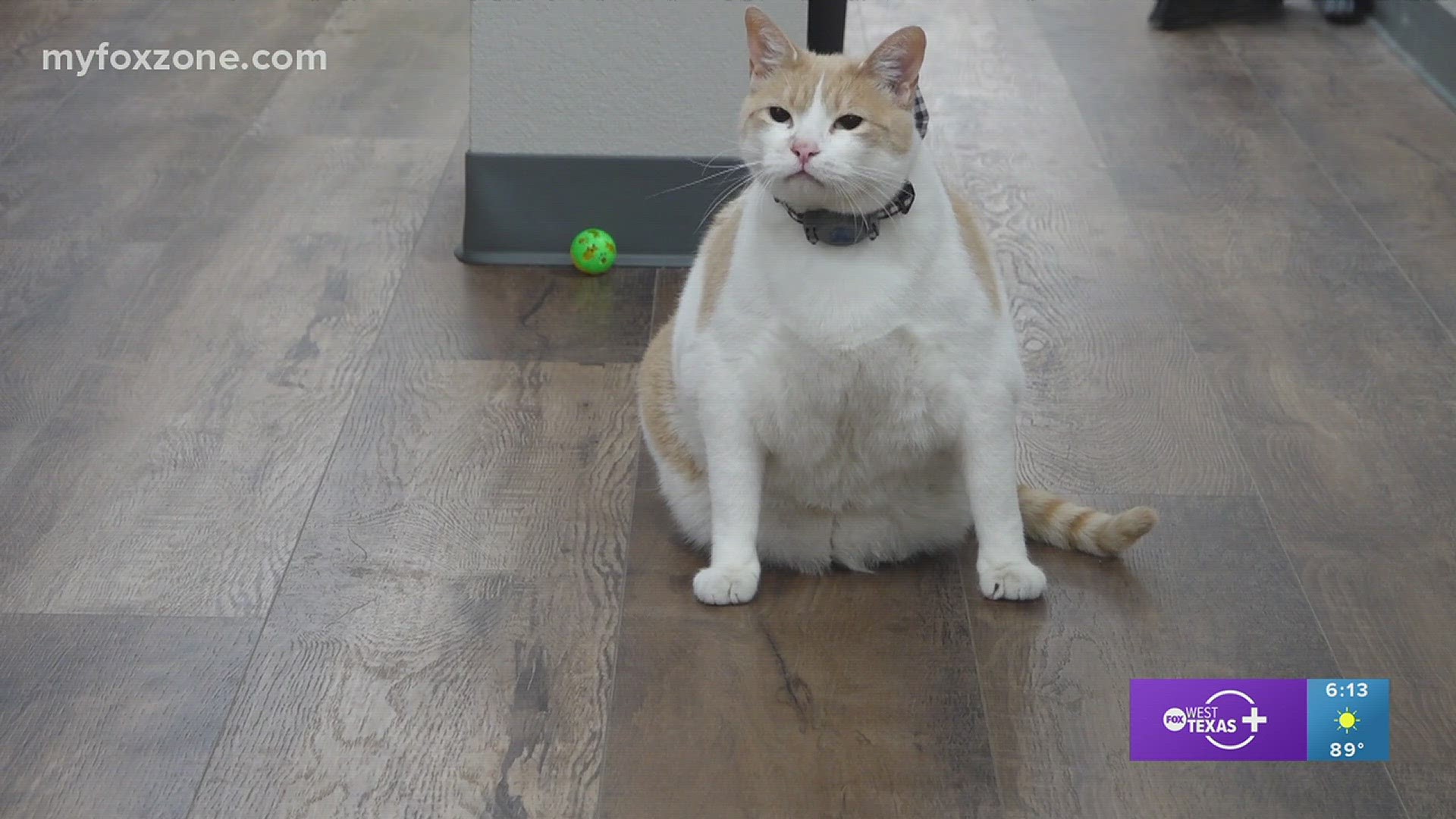 Meet West Texas TikTok star, Chili Potato the cat | wkyc.com