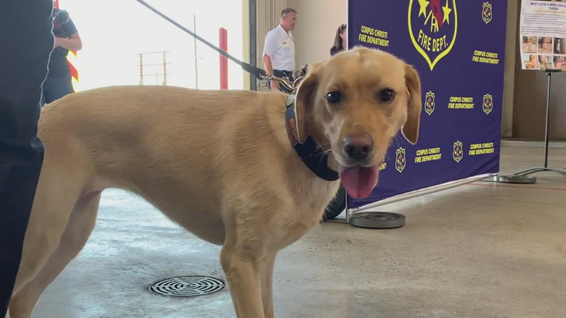 CCFD arson dog 'Baisa' helps firefighters detect clues | wkyc.com