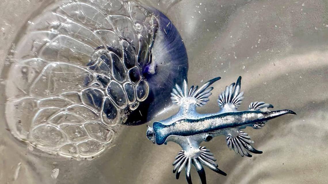 Rare ‘blue dragons’ pose sting risks to spring break beachgoers in ...