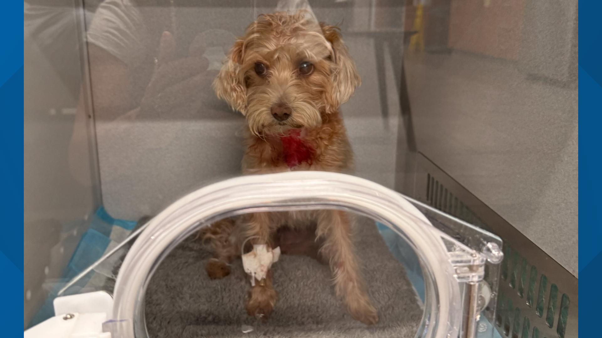 Seattle couple chases after coyote that took off with their beloved dog ...