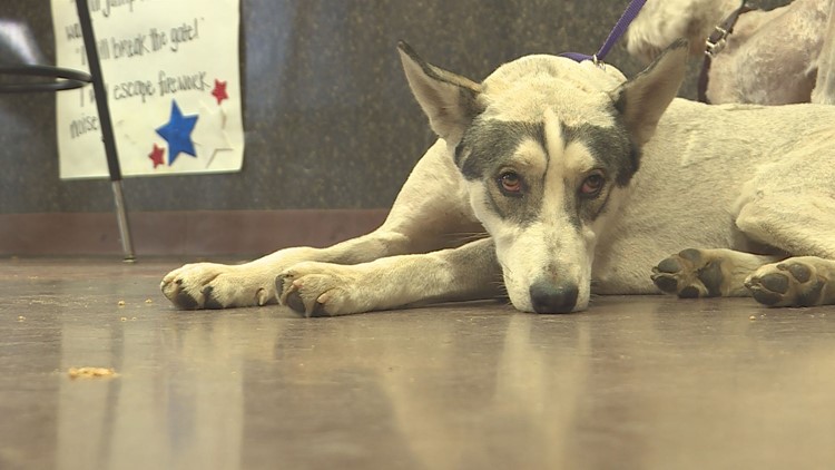 How to help pets scared of fireworks during the 4th of July | wkyc.com