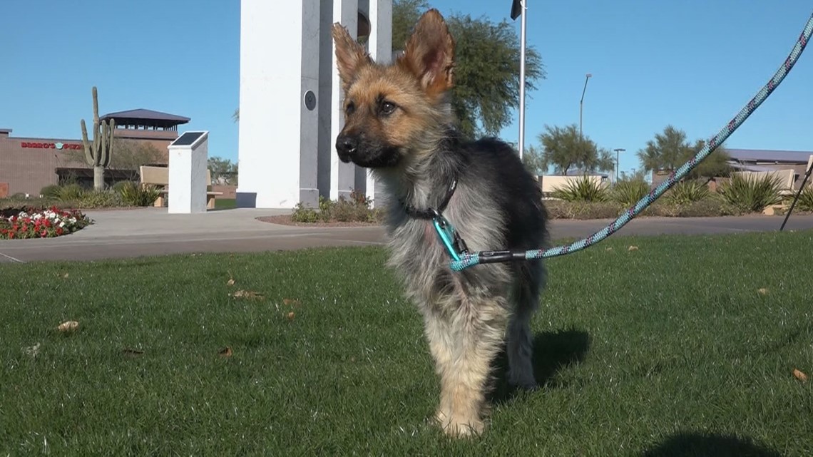 Arizona dog with dwarfism, Ranger, dies | wkyc.com