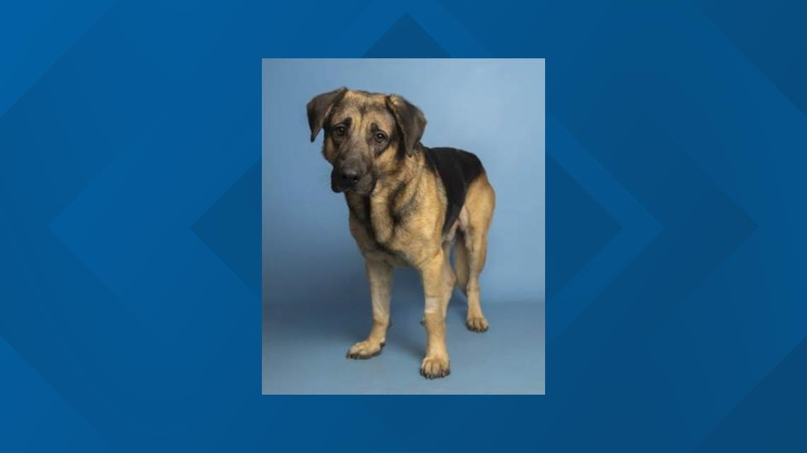 Arizona dog finds forever home after being impaled, disemboweled | wkyc.com