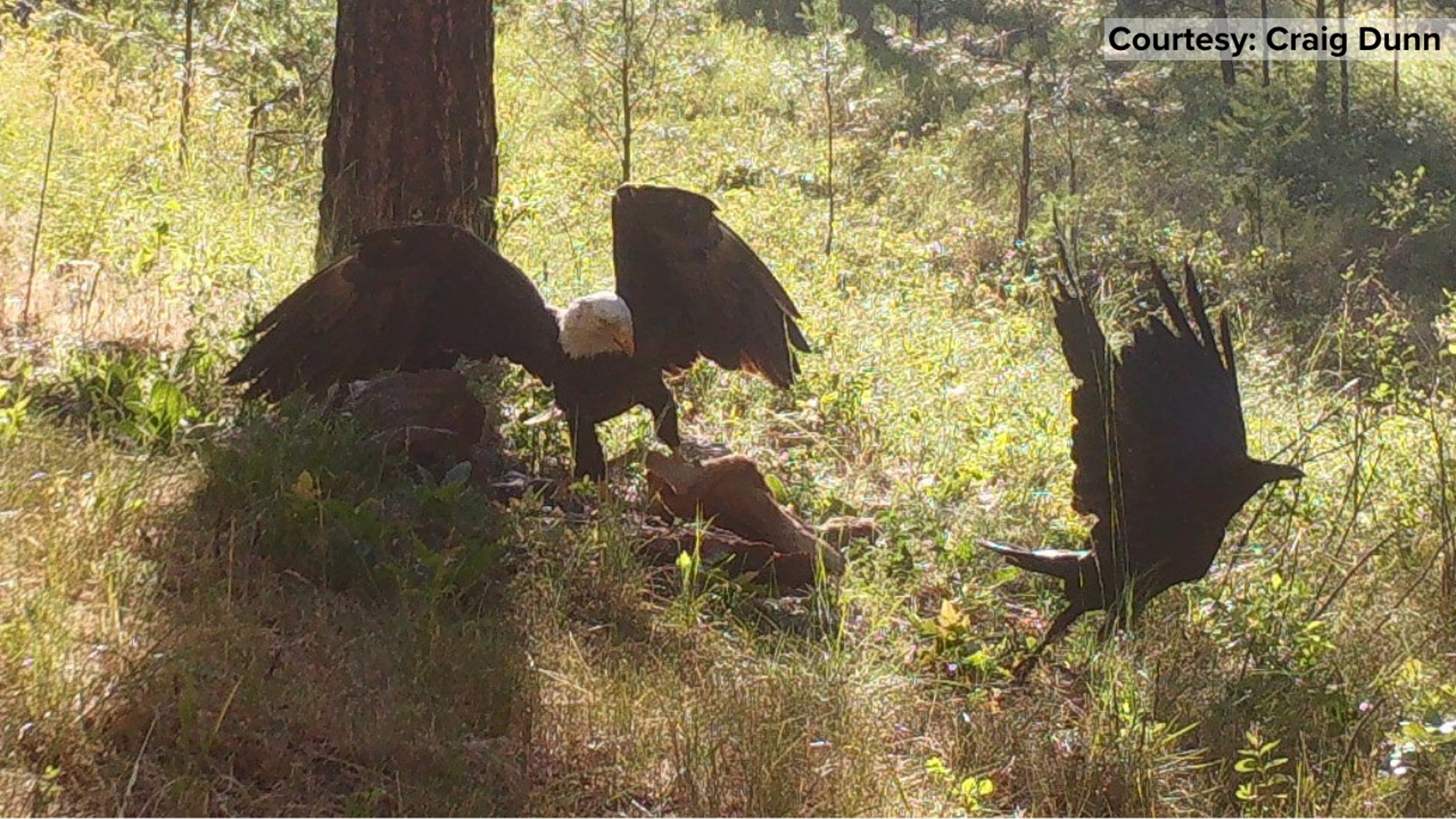 Camera catches bald eagle and coyotes clash over deer near Kettle River ...