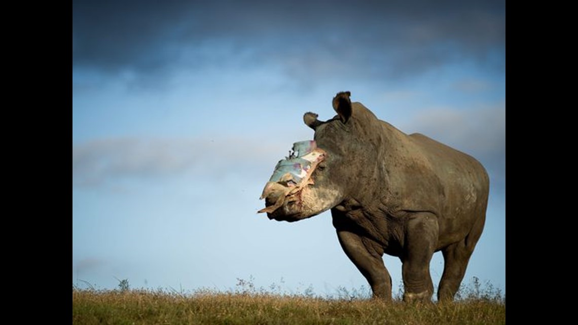 After poaching attack, rhino named Hope gets facial reconstruction ...