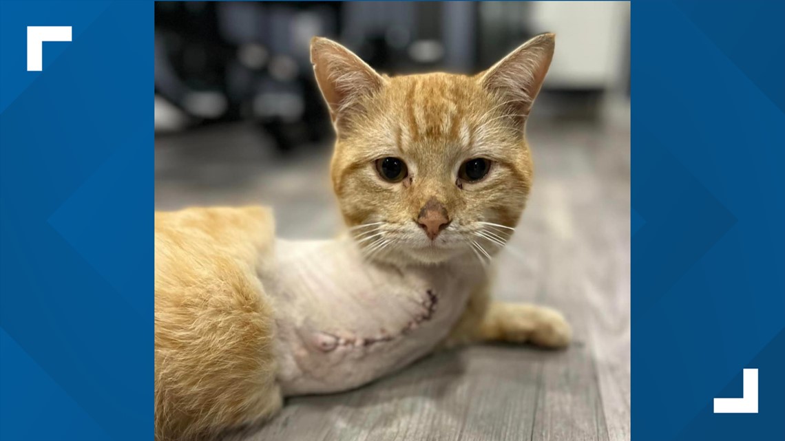 Cat gets adopted after losing leg in predator trap in Franklin Co ...