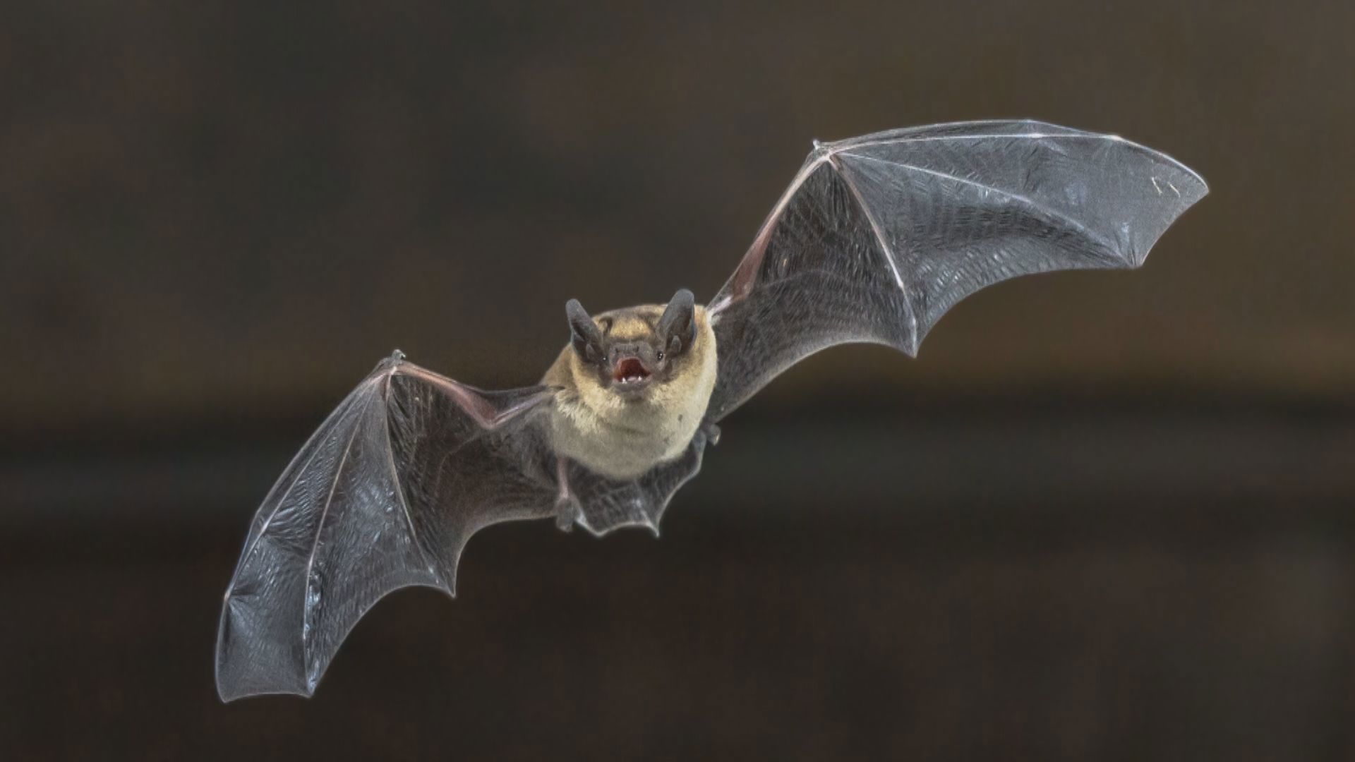California teacher, bitten by a bat in her classroom, dies from rabies ...
