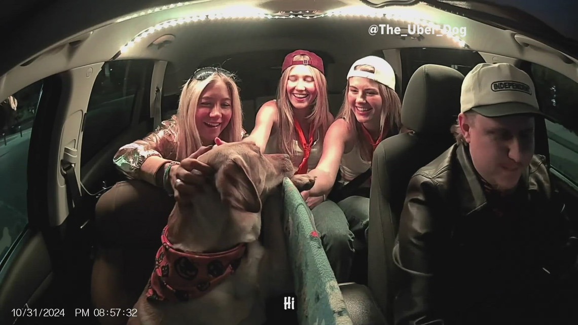 'Uber dog' from Colorado becomes internet sensation | wkyc.com