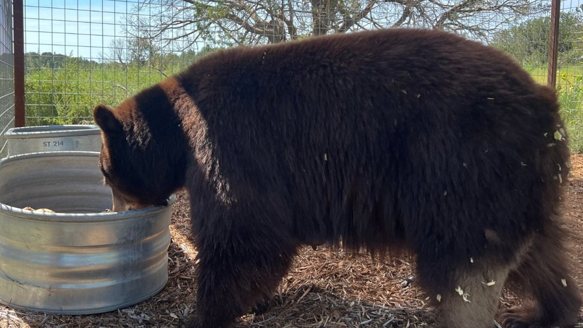 Hank the Tank, a well-known California bear, is now in Colorado | wkyc.com