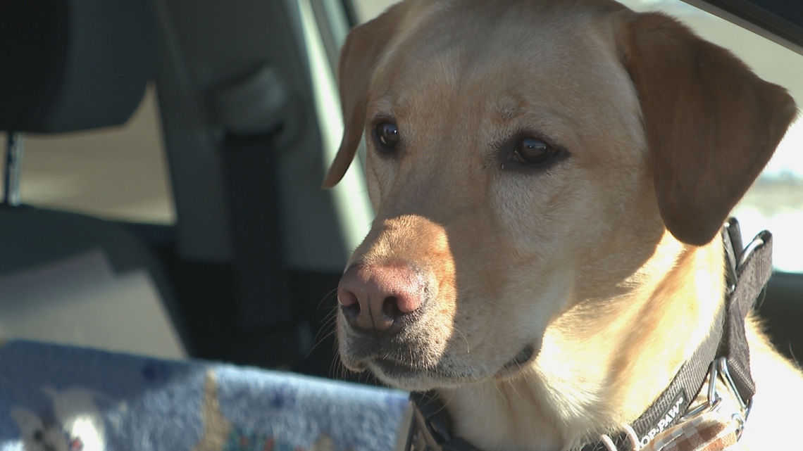 'Uber dog' from Colorado becomes internet sensation | wkyc.com