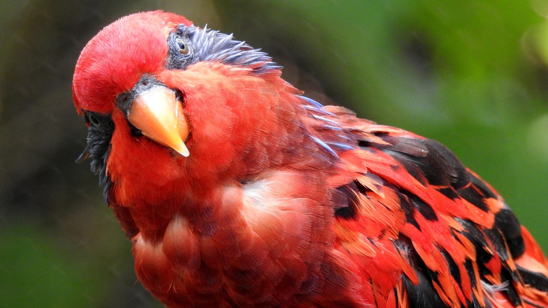 Popular 24-year-old parrot 'Captain America' dies at Denver Zoo | wkyc.com