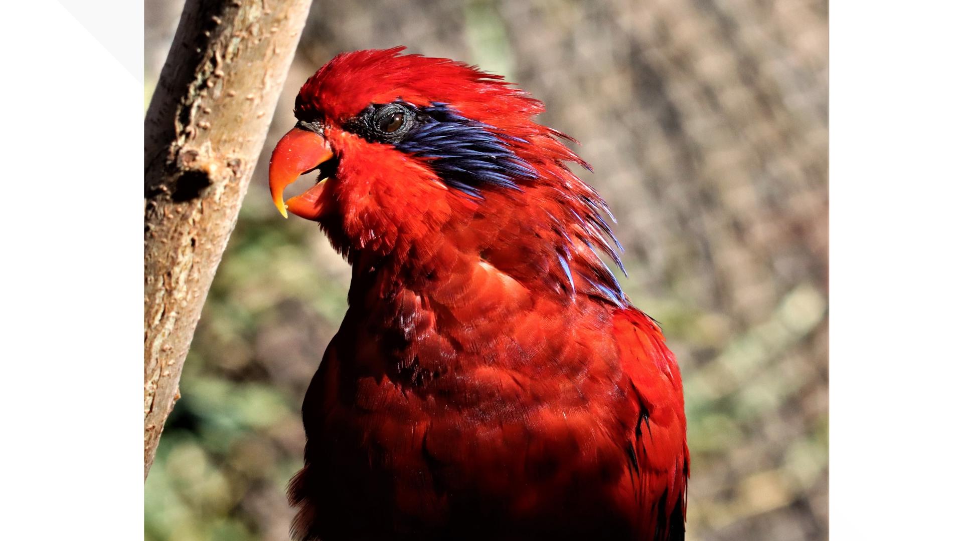 Popular 24-year-old parrot 'Captain America' dies at Denver Zoo | wkyc.com