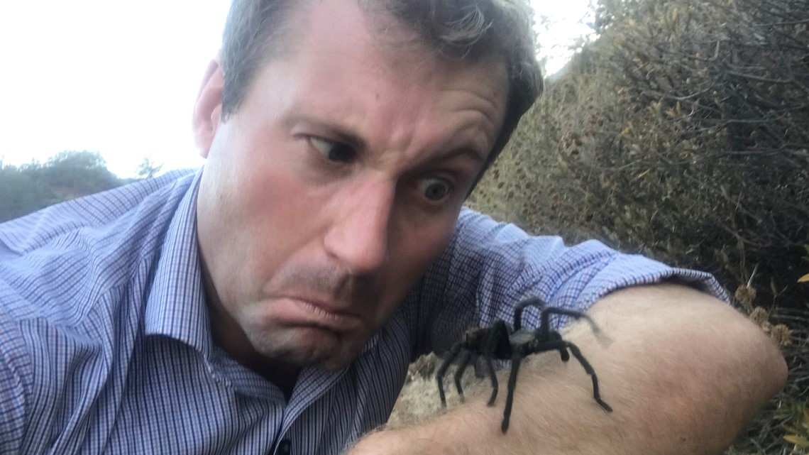 Summer of Love: Tarantula mating season begins in Northern California ...