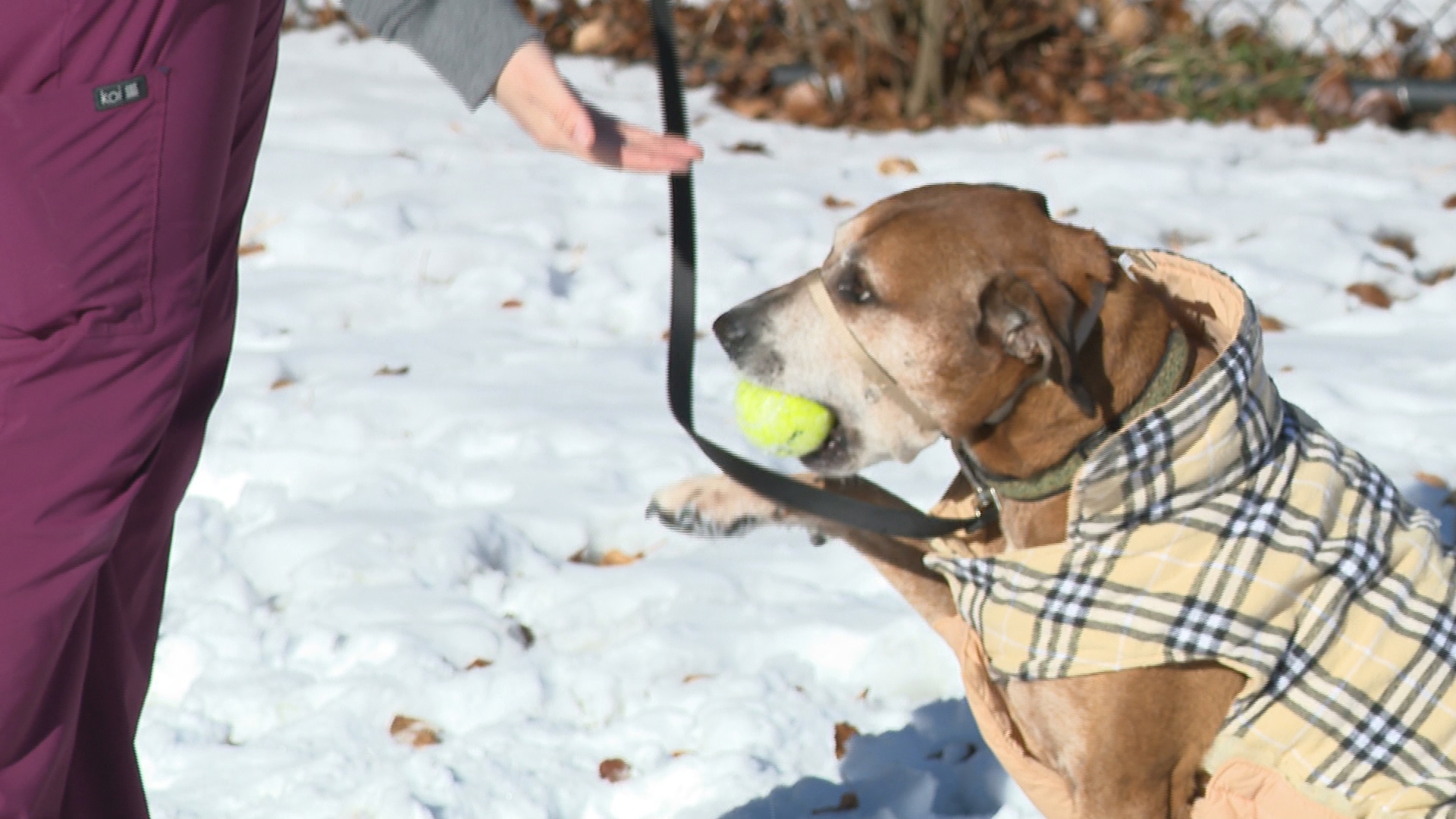How cold is too cold for your dog? | wkyc.com