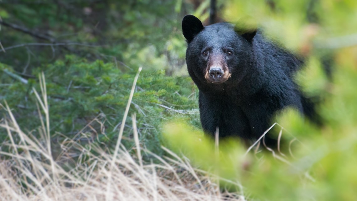 Man killed in crash that happened after bear strike | wkyc.com