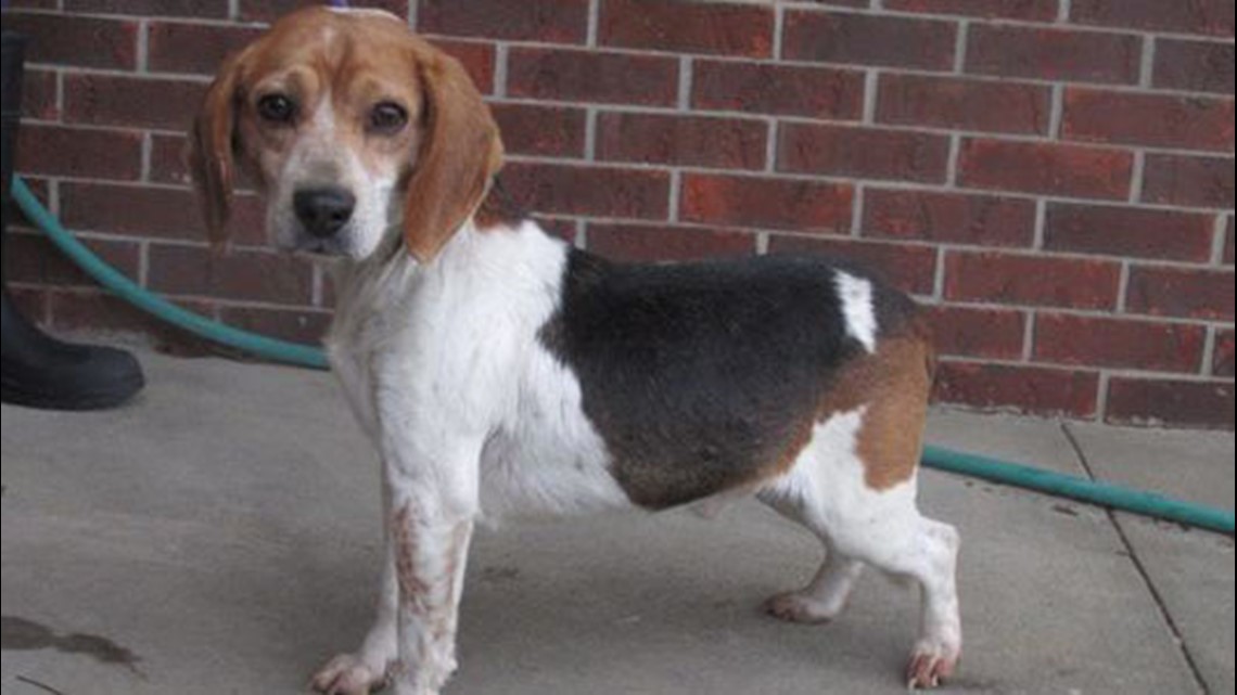 Newest royal dog is not a corgi; he's a beagle rescued in the USA ...
