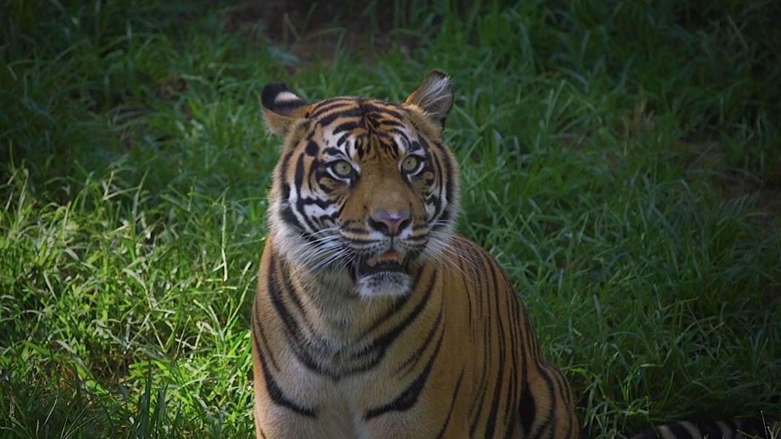 Not your average cat lady: A day in the life of a tiger zookeeper ...