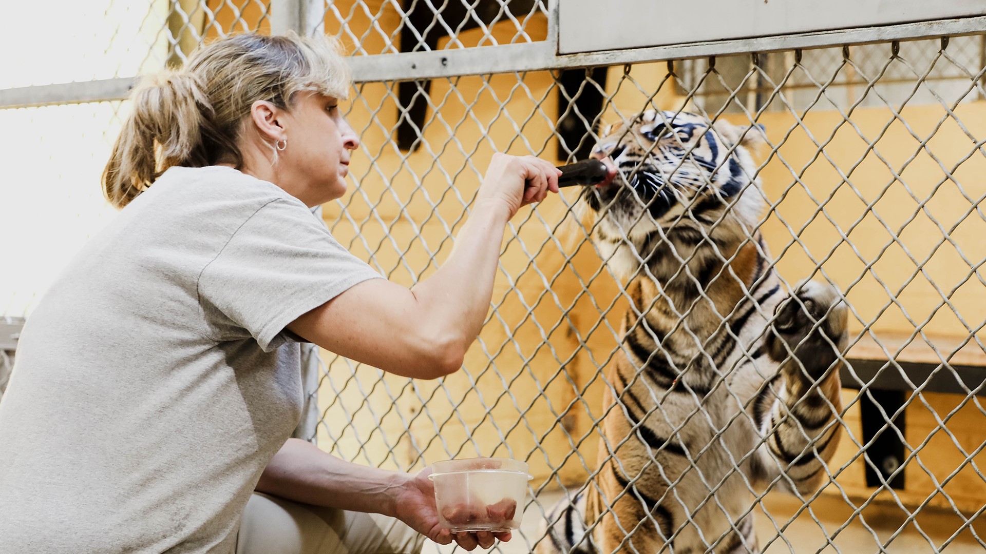 Not your average cat lady: A day in the life of a tiger zookeeper ...