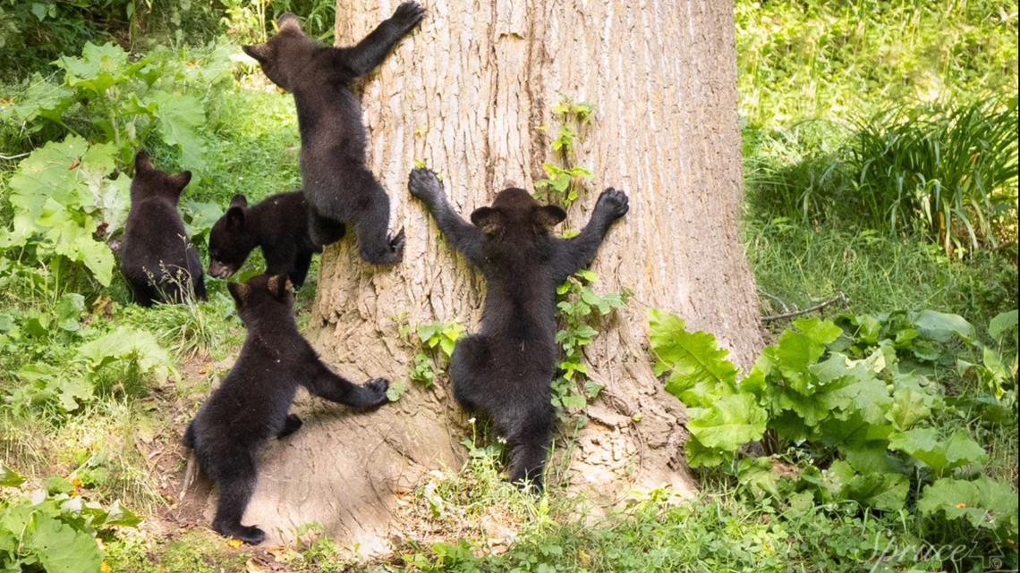Black bear with 5 cubs is a rare sight | wkyc.com