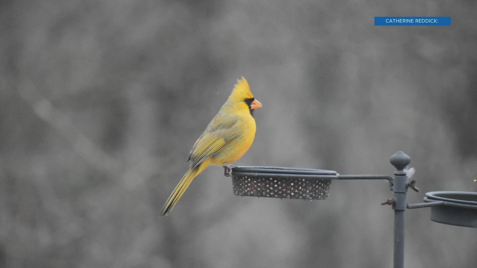 Rare '1-in-a-million' yellow cardinal spotted in Harriman, TN | wkyc.com